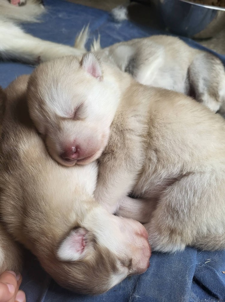Key Stages of Puppy Development: What to Expect in the Coming Weeks ...